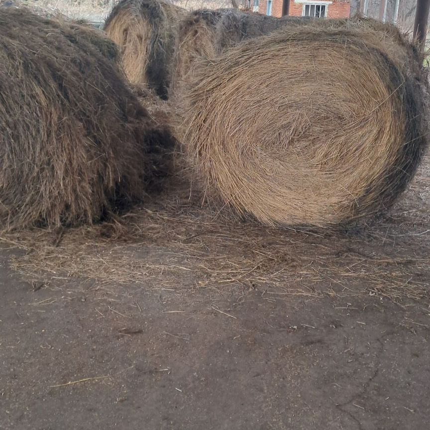 Сено в рулонах