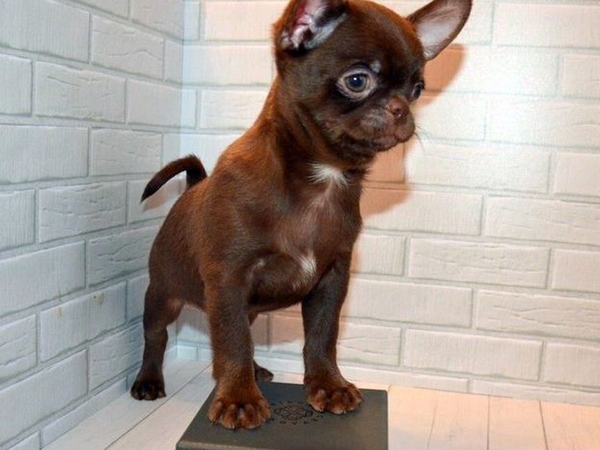 Чихуахуа шоколадные мальчики и голубая девочка