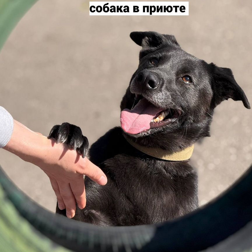 Взрослая собака в добрые руки