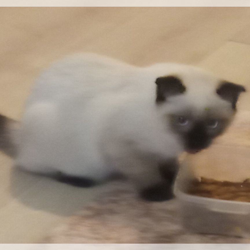 Невский маскарадный котёнок