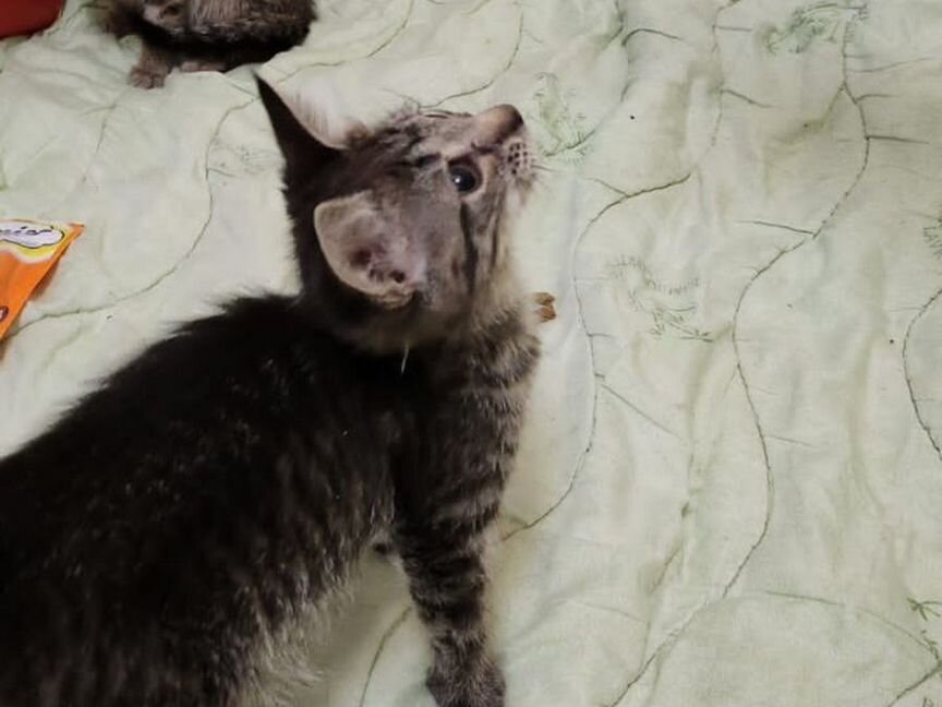 Котята в дар