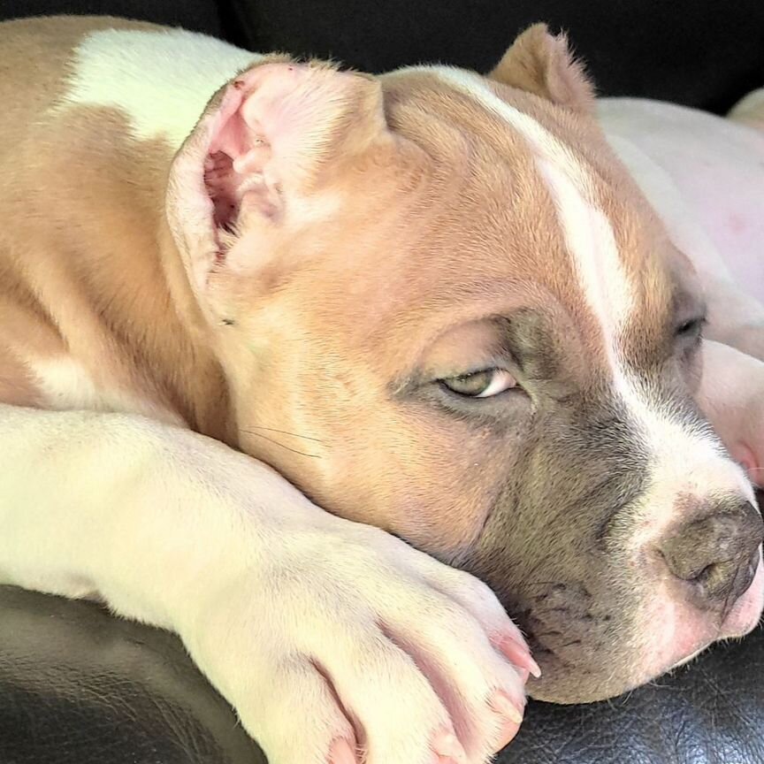 Американский булли стандарт