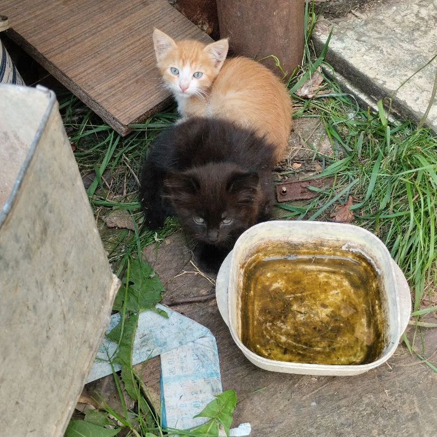Котята в добрые руки бесплатно