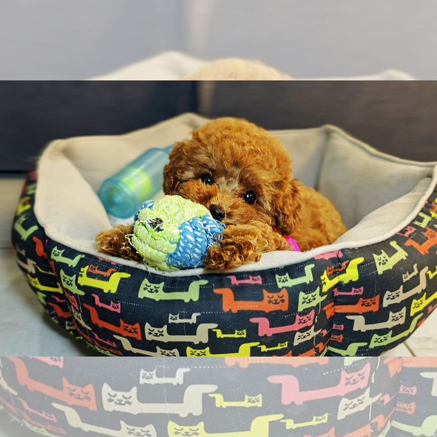 Той-пудель, щенок