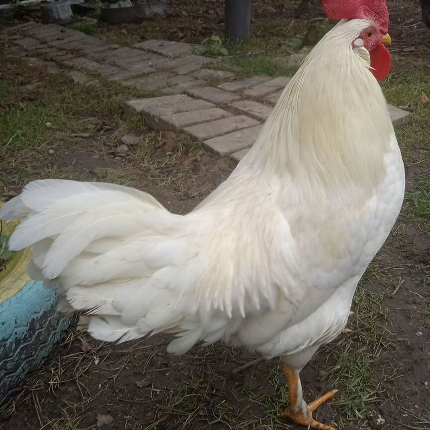 Куры петухи