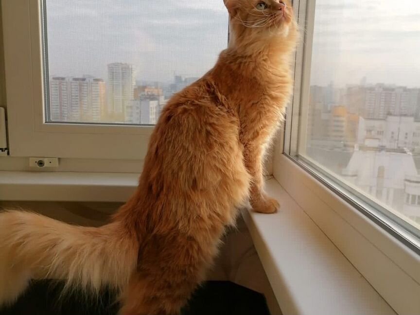 Рыжуля кошка