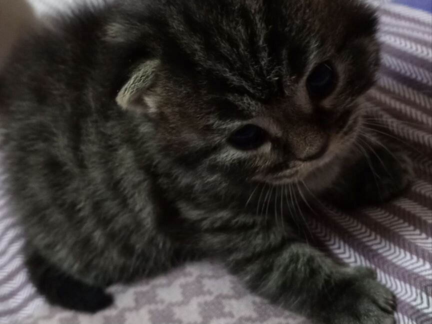 Британские котята