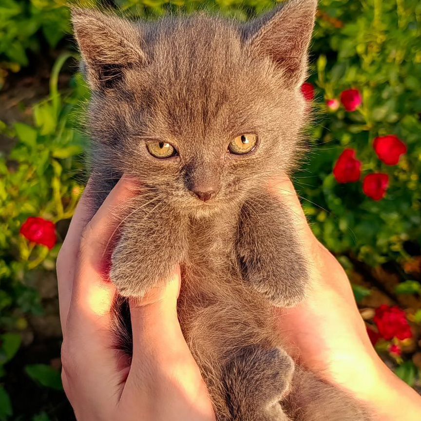 Котёнок серый 1 месяц