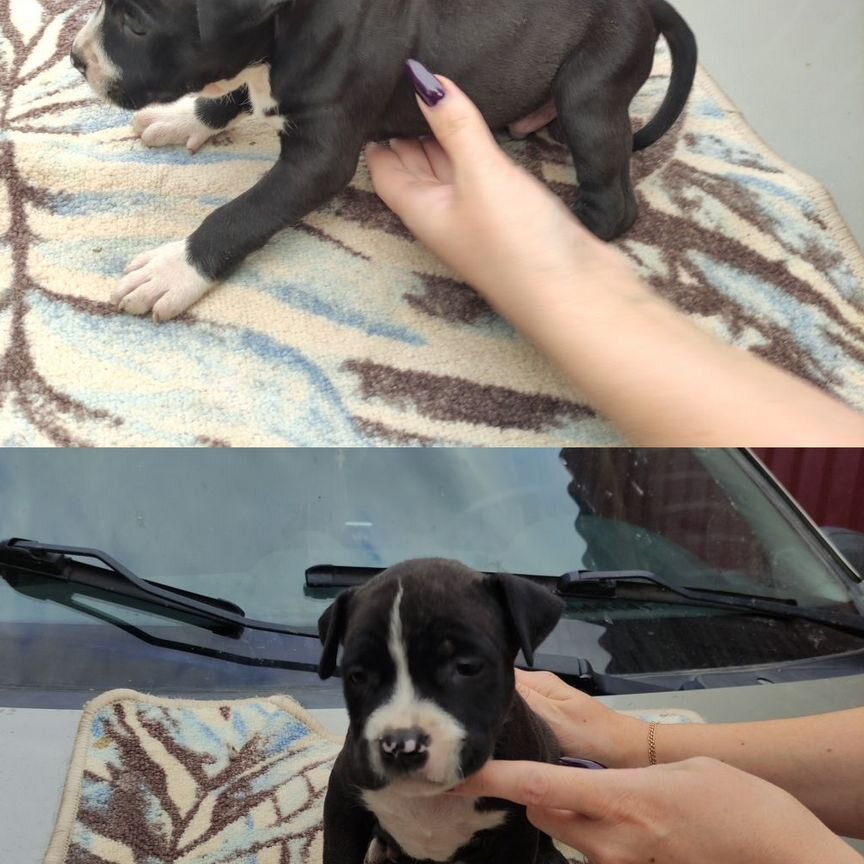 Стаффордширский терьер