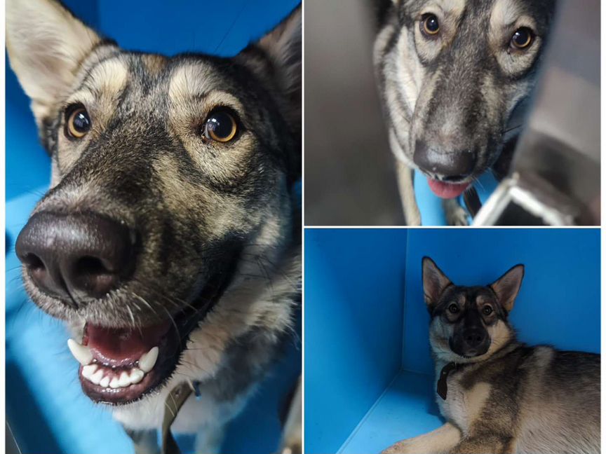 Метис хаски завтра выпуск на улицу