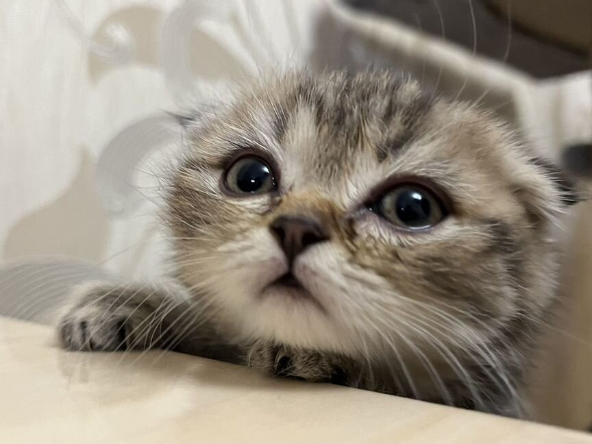 Шотландские вислоухие котята, мальчики, девочки