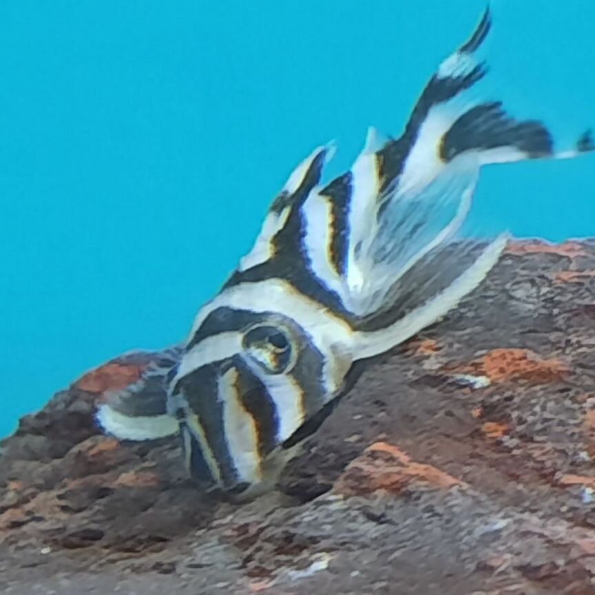 Номерные сомы