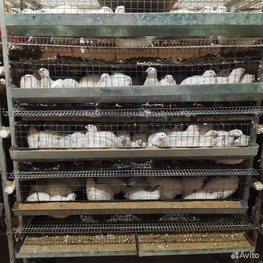 Клетка для перепелок, для несушек