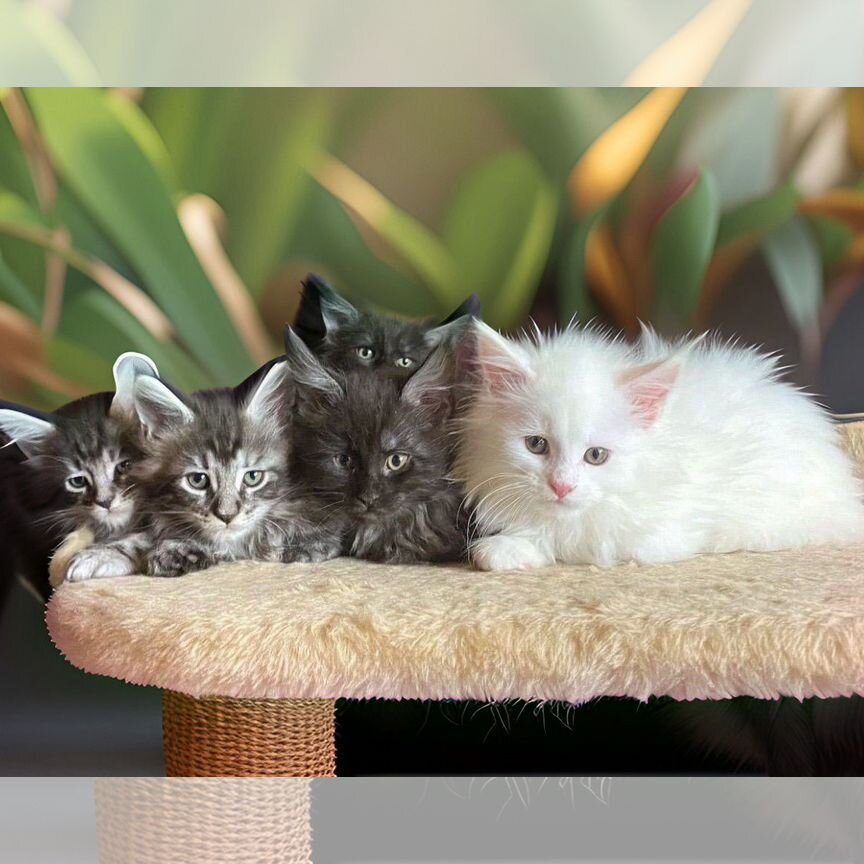Мейн-кун котёнок