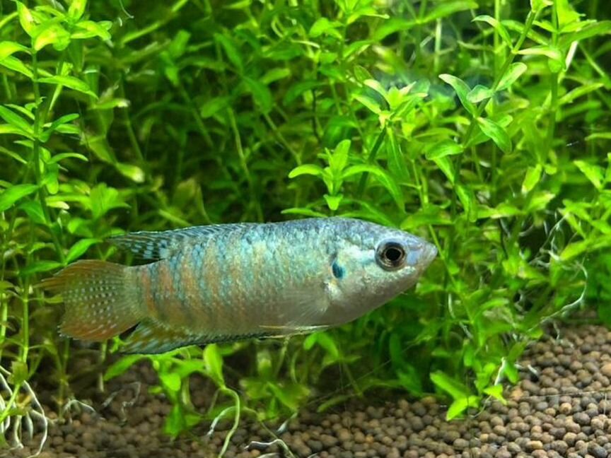 Макропод обыкновенный