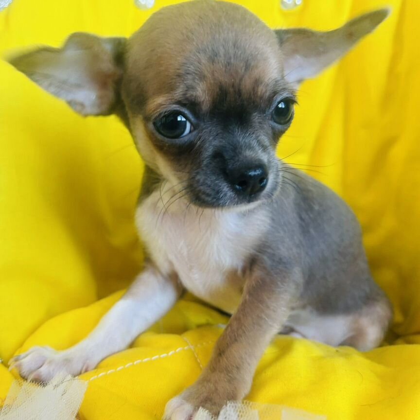 Чихуахуа голубой соболь