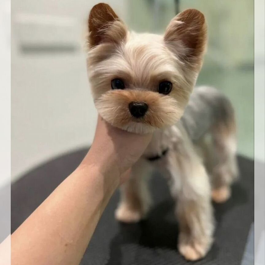 Йоркширский терьер, взрослый пёс