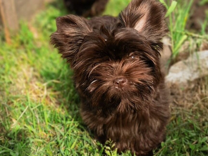 Шоколадная мини кукла