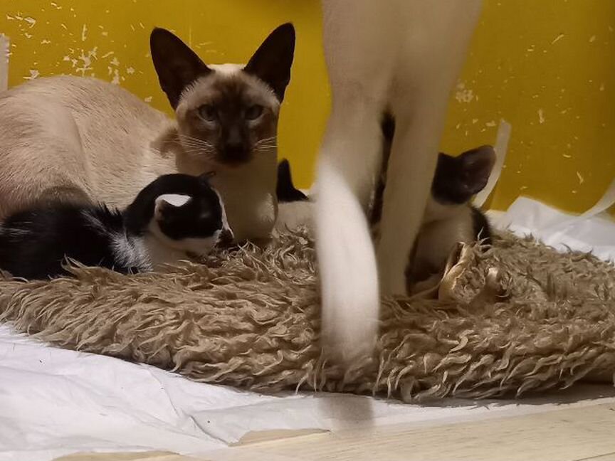 Ориентальные котята