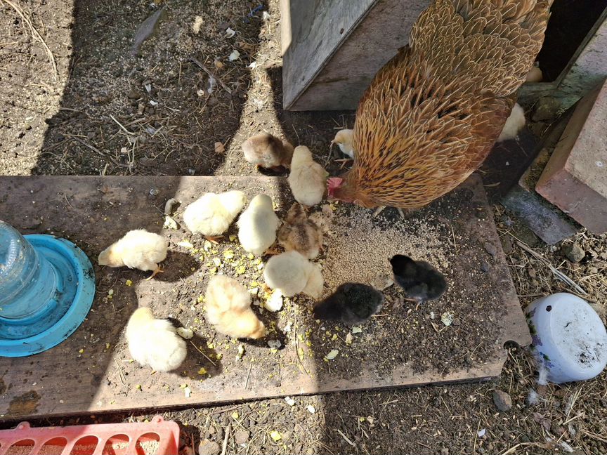 Клушка с цыплятами