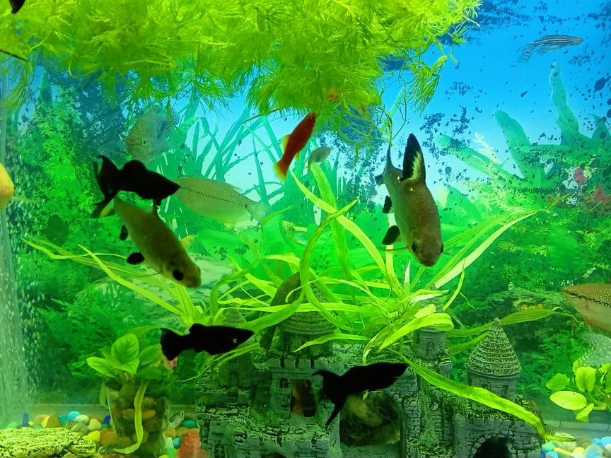 Аквариум с рыбками