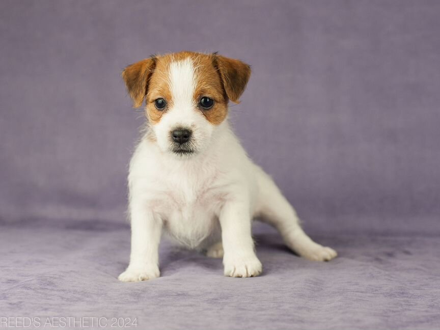 Щенки джек рассел терьер