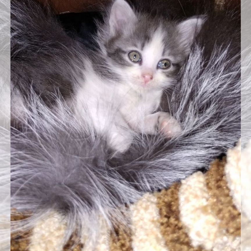 Курильский бобтейл длинношёрстный котёнок