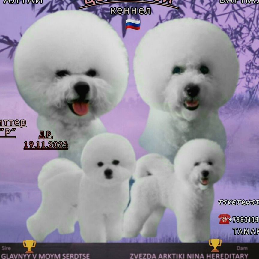 Бишон фризе, щенок