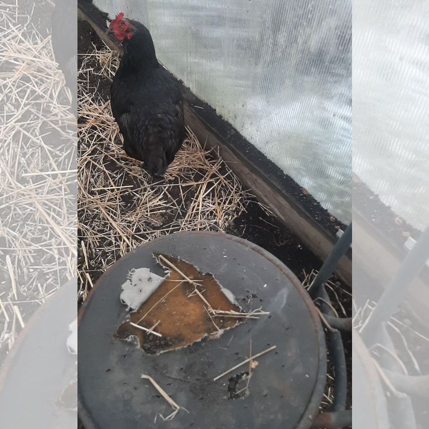 Курица мясояичная