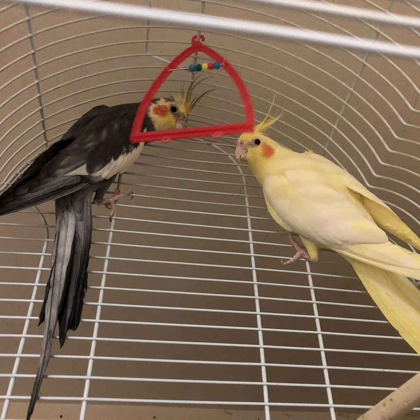 Попугаи корелла с клеткой