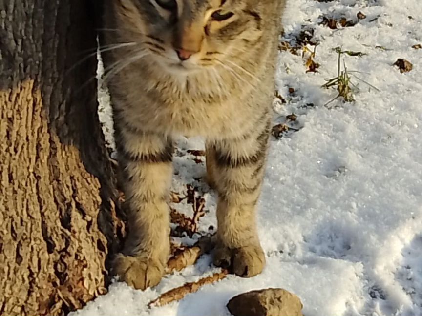 Молодой котик выживает на улице