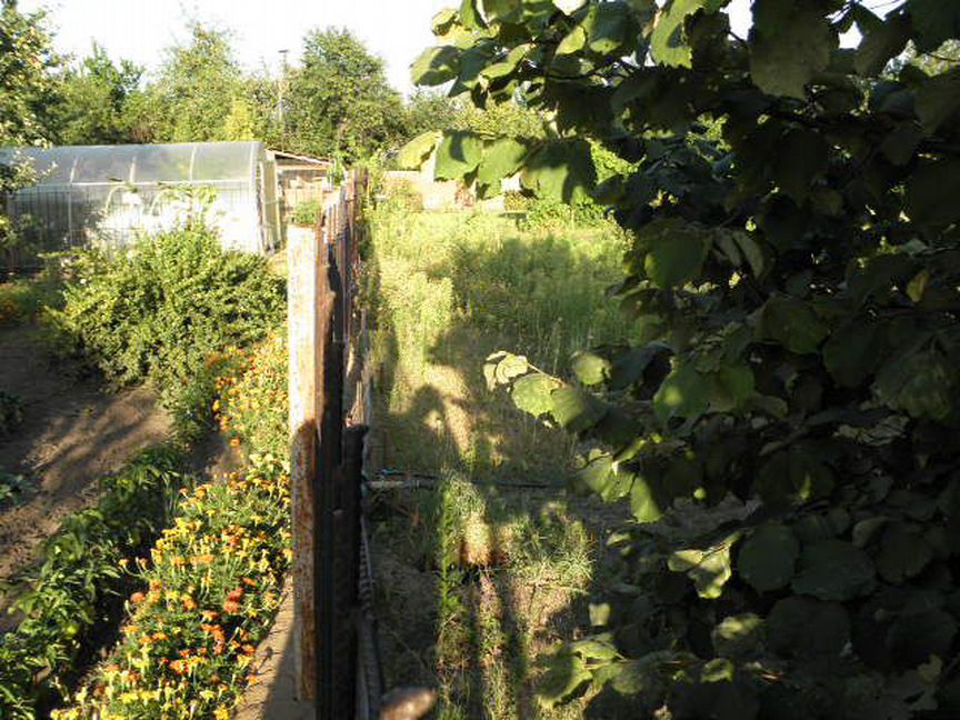 Улики для пчёл