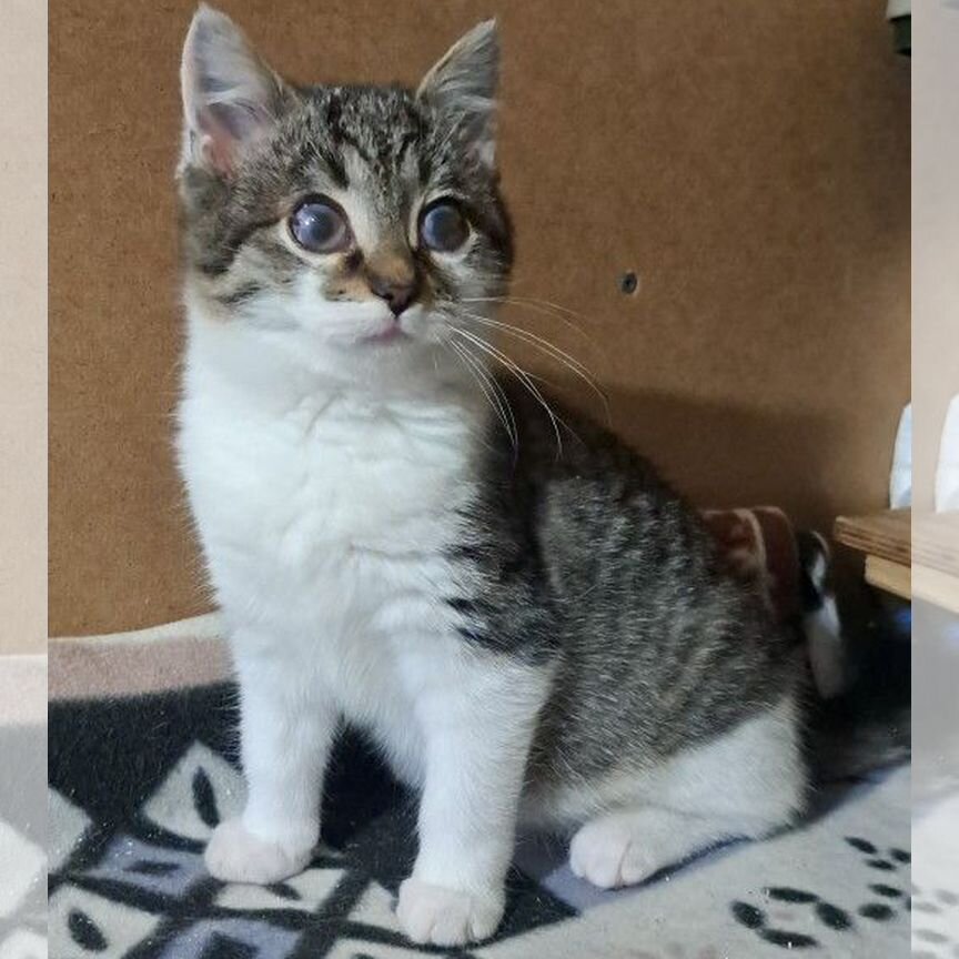 Котёнок в добрые руки