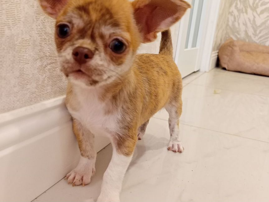 Щенки чихуахуа