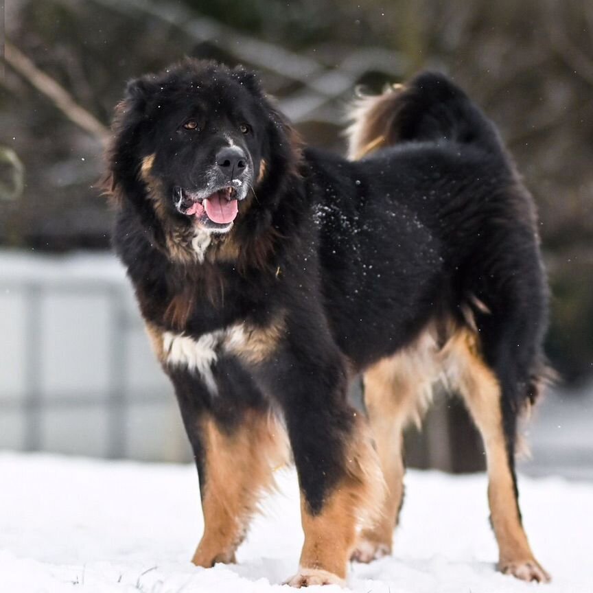 Шикарный Бумер для настоящих хозяев