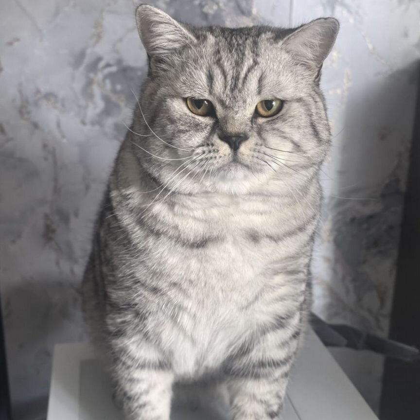 Шотландский вислоухий короткошёрстный кот, взрослый