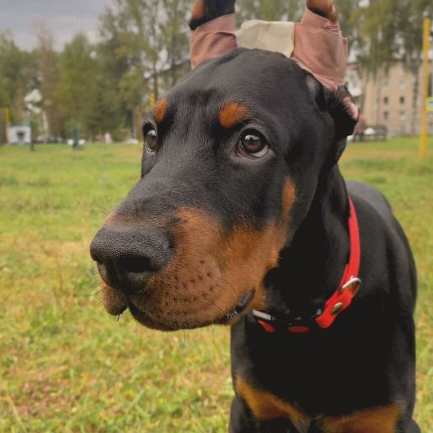 Щенок добермана