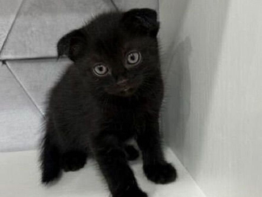 Кошка вислоухая