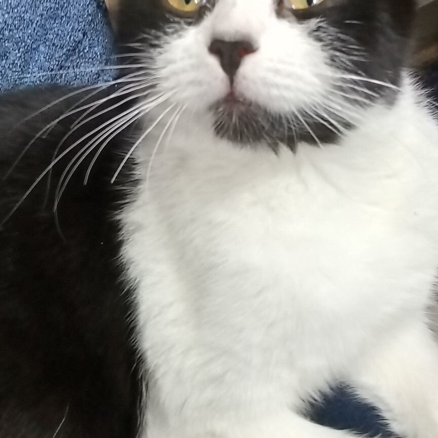 Отдаём котёнка девочку