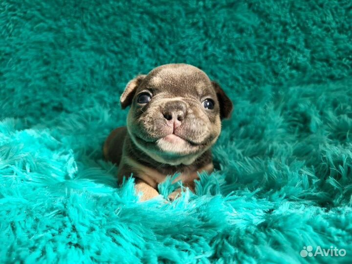 Щенки Французского бульдога мини