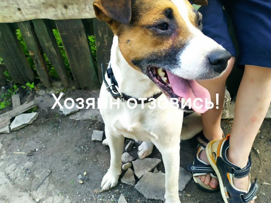 Найдена собака Джек-рассел (мальчик)