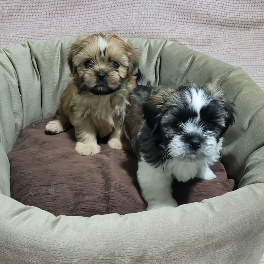 Ши-тцу, щенок