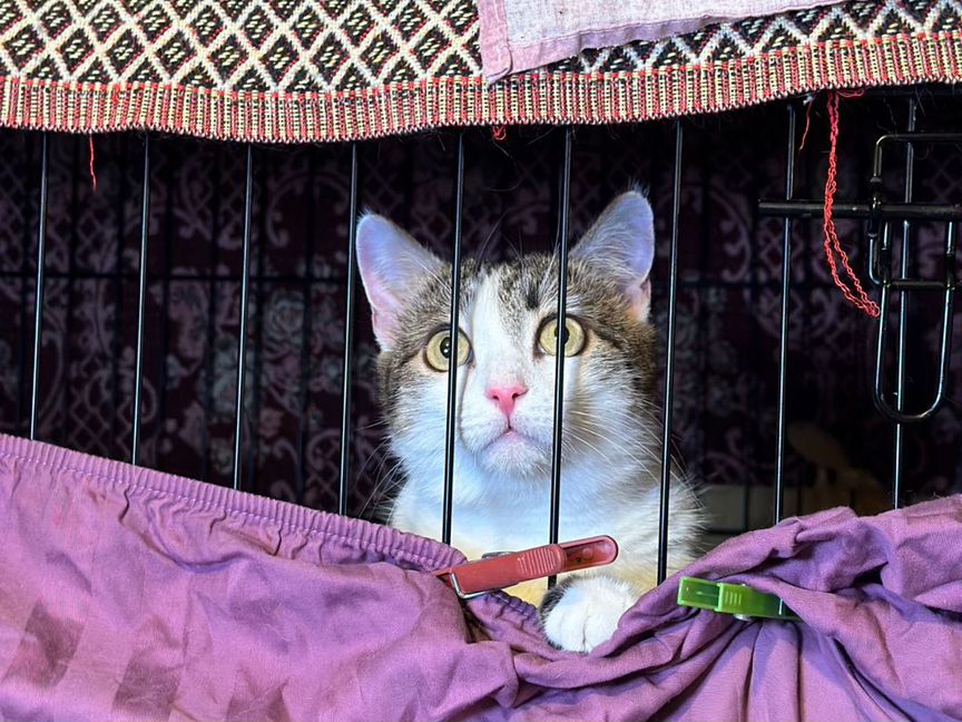 Ласковая кошечка в добрые руки