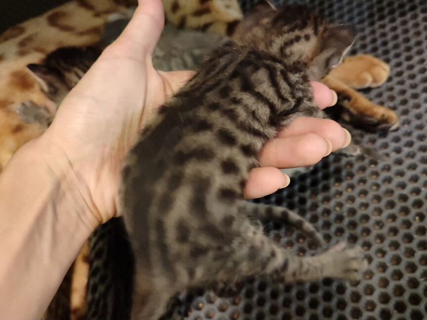 Котятки Бенгалы помесь