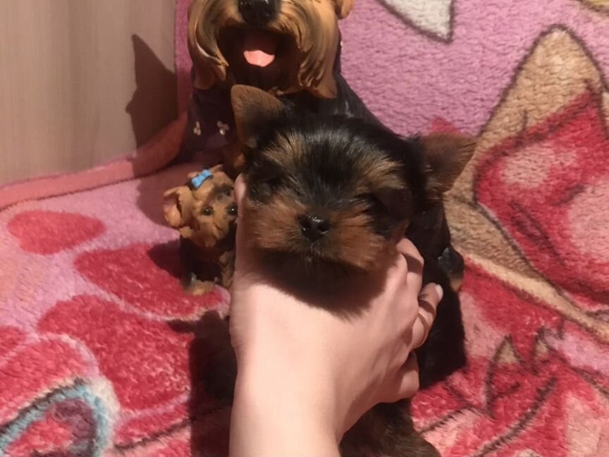 Йоркширский терьер щенок мини мальчик