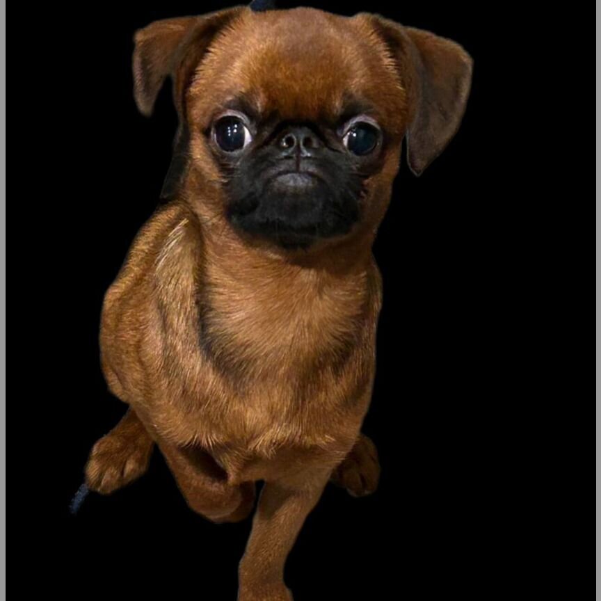 Пти-брабансон, щенок