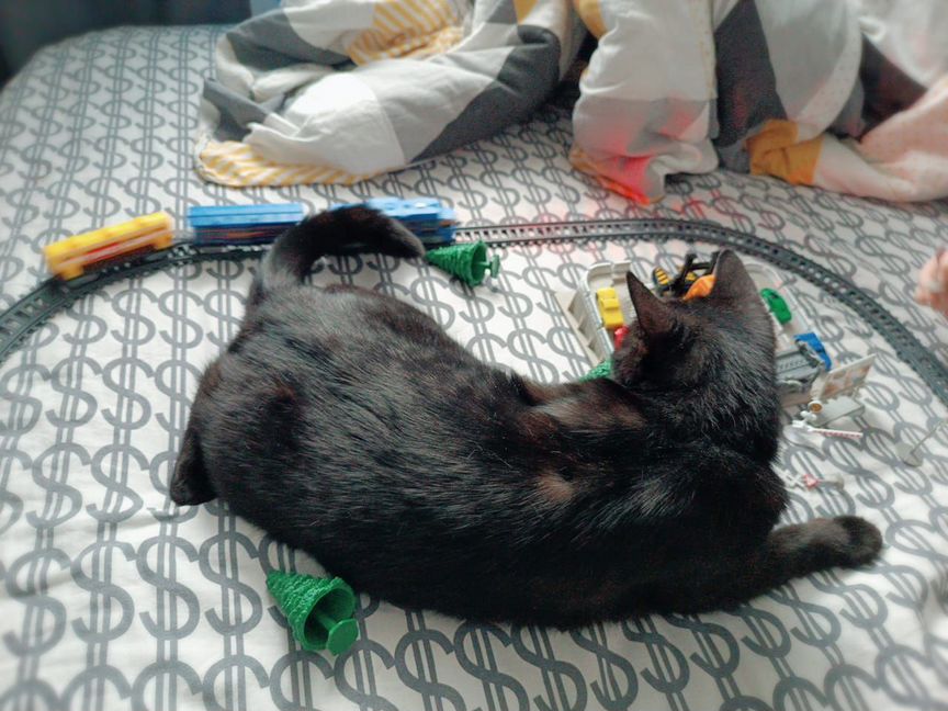 Котята в добрые руки бесплатно