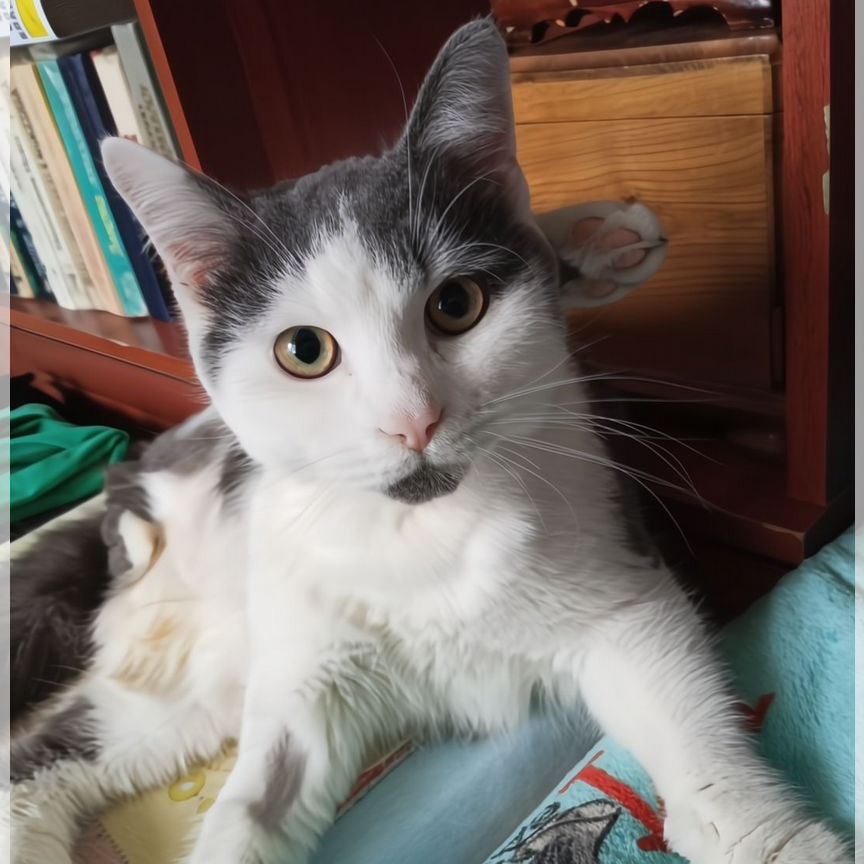 Котёнок в добрые руки