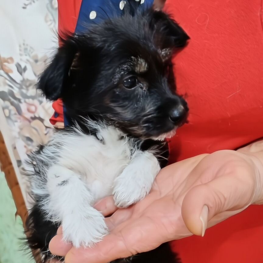 Щенок в добрые руки