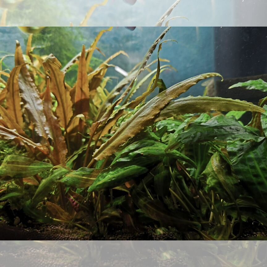 Криптокарина, прополка